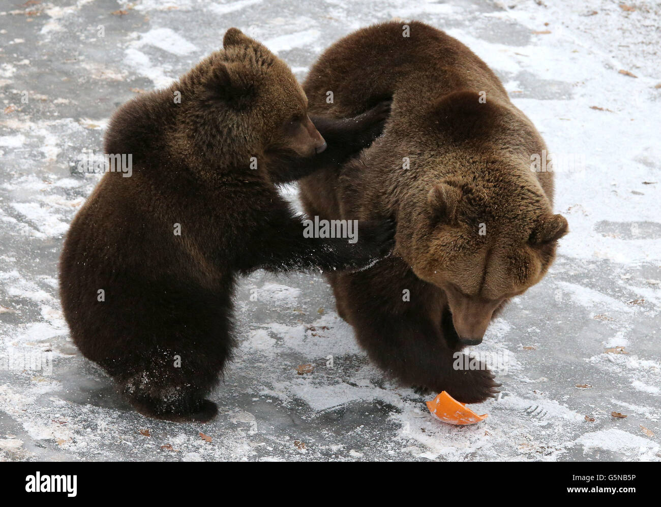 Brown Bear Celebrates Birthday High Resolution Stock Photography and ...
