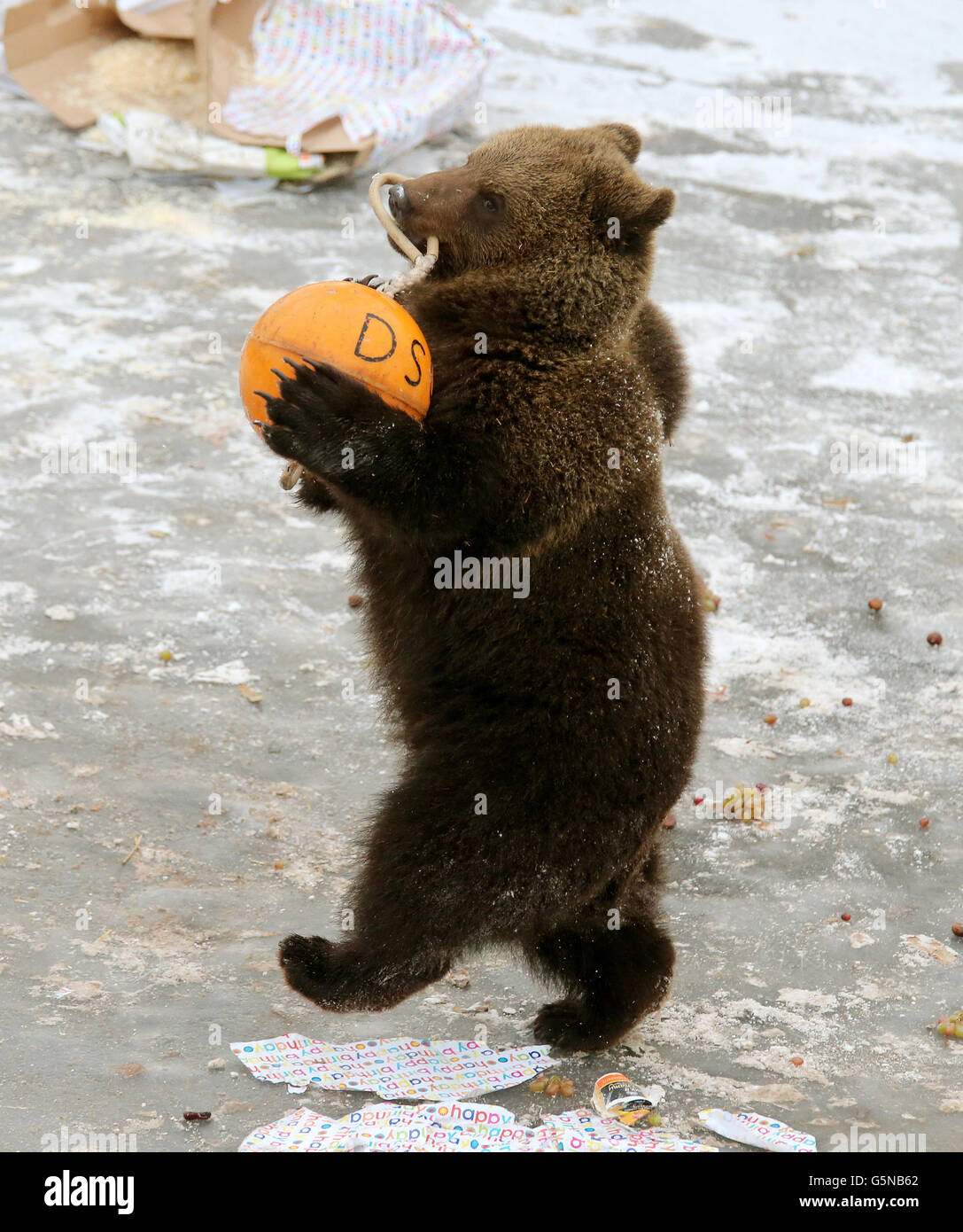Brown bear celebrates birthday Stock Photo - Alamy