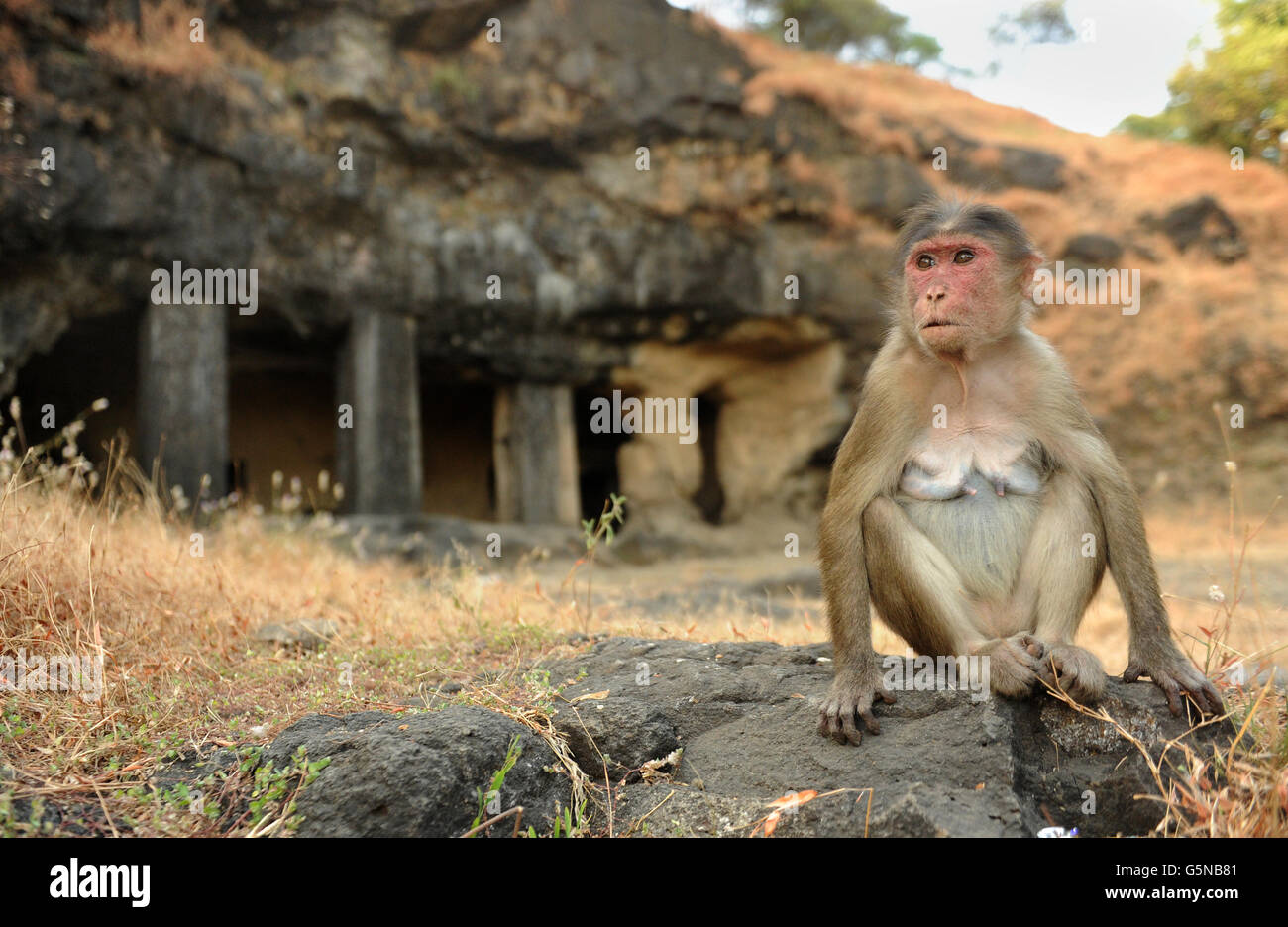 A monkey outside the Elephanta caves on Elephanta Island off the coast ...