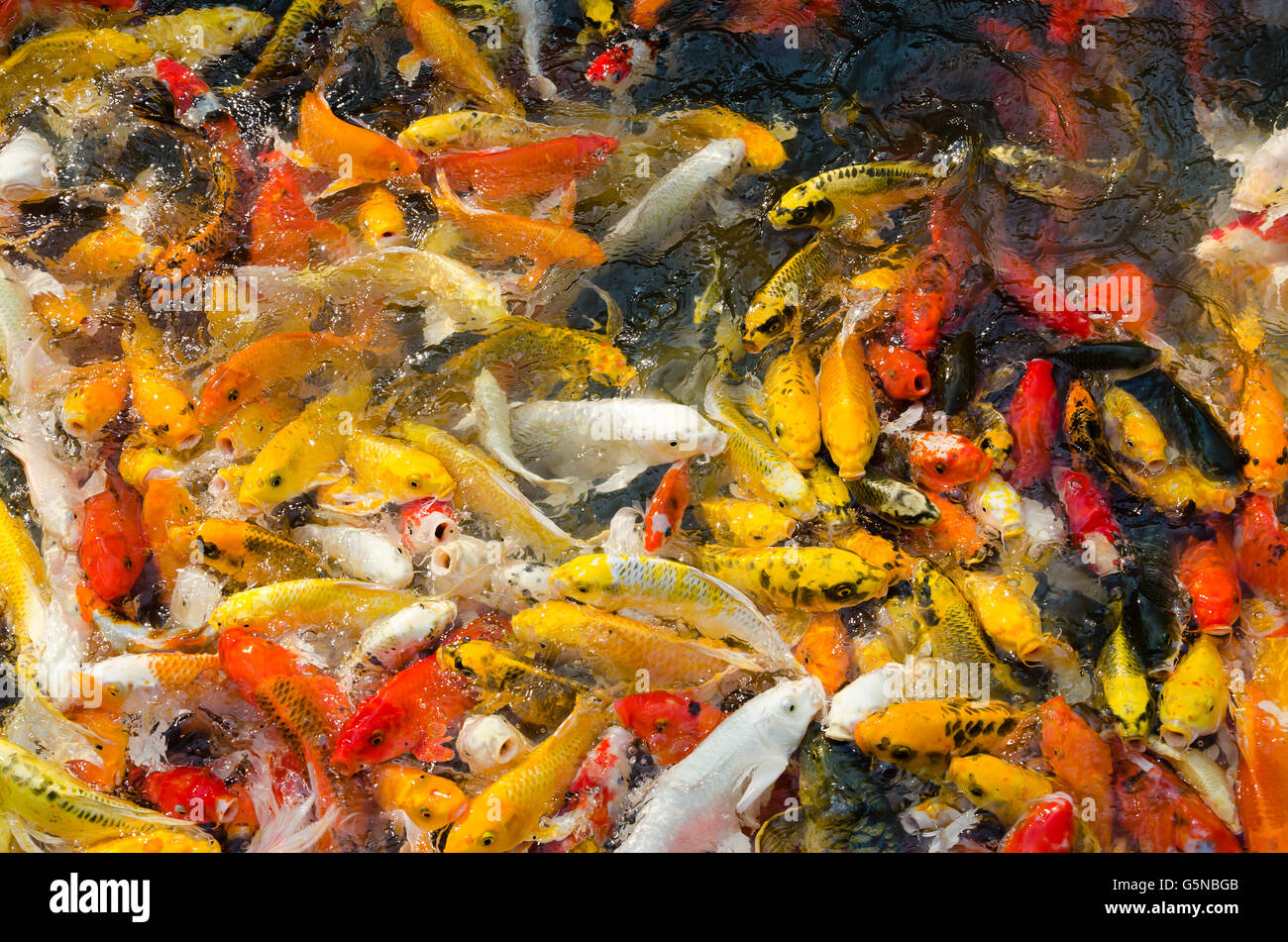 Colorful koi carp fancy hi-res stock photography and images - Alamy