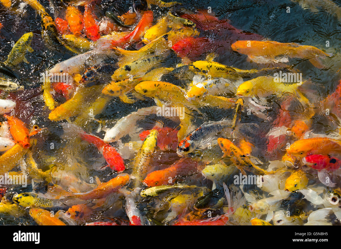 Koi Fish In Pond (Fancy Carp Fish Stock Photo - Alamy