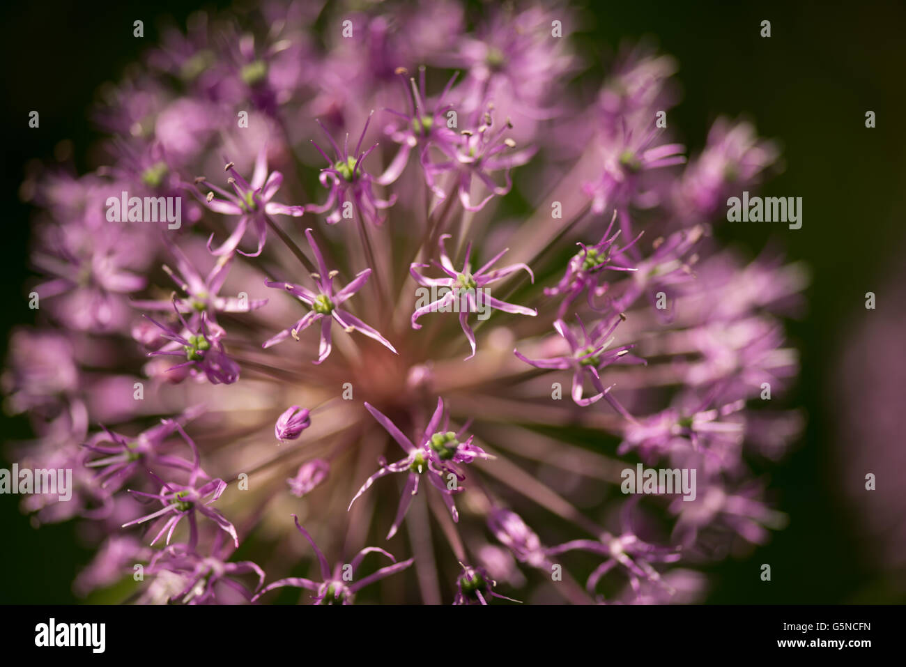 flowering garlic close-up Stock Photo - Alamy