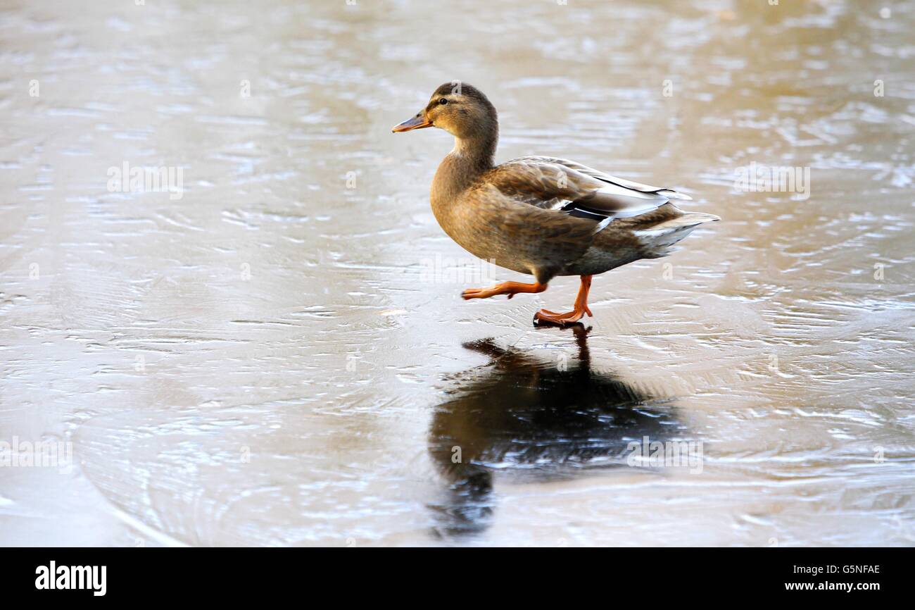 Ducks struggle to keep their footing on the frozen lake at Calderstones ...