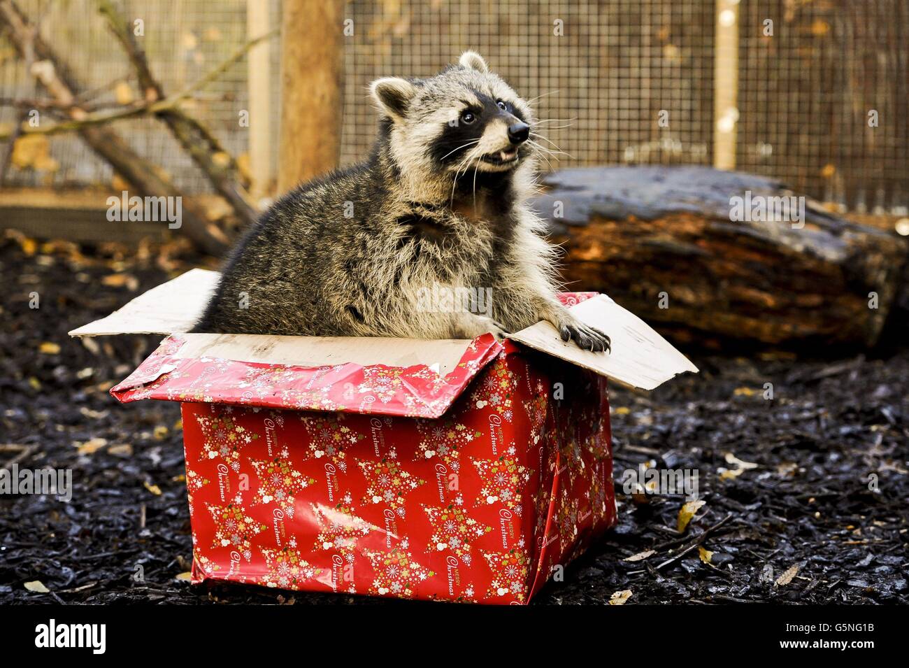Rocky the raccoon investigates a Christmas present from the staff at ...