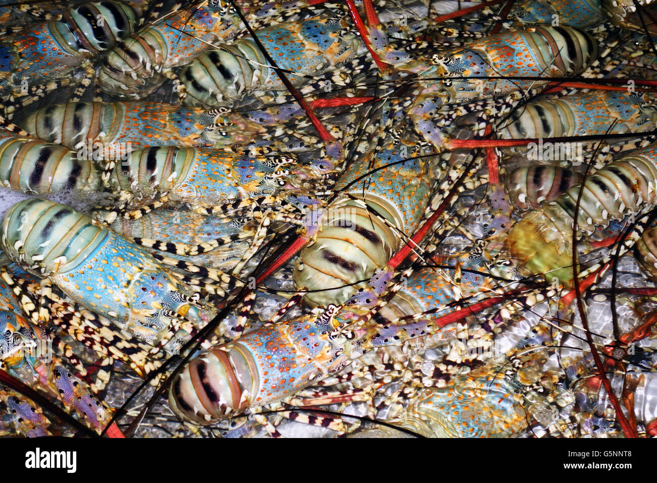 Thursday Island High Resolution Stock Photography and Images - Alamy