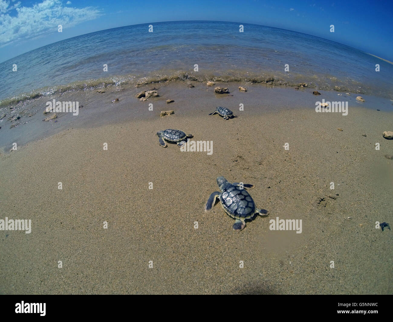 Flatback turtle hi-res stock photography and images - Alamy