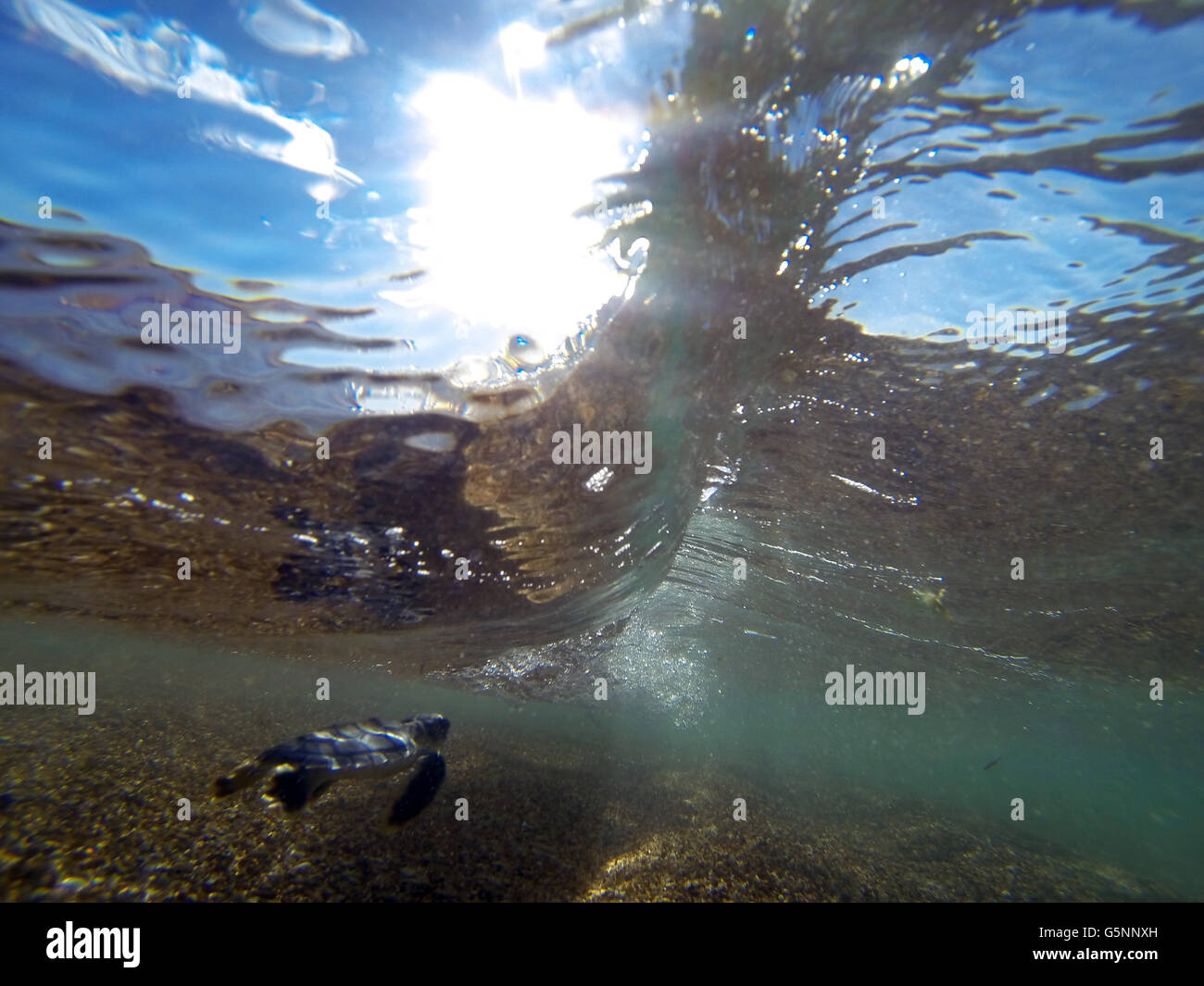 Hatchling flatback turtle (Natator depressus) diving under first wave ...