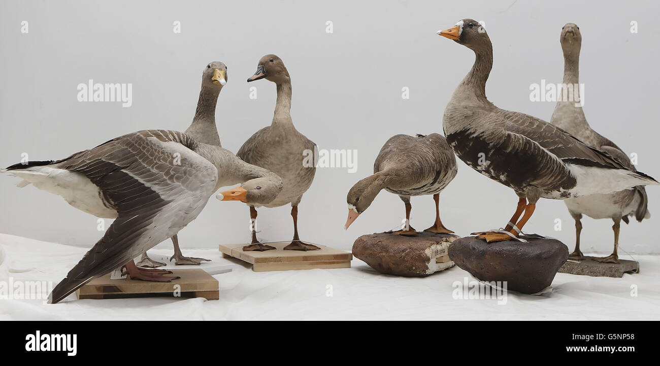 Twelve Days of Christmas Stock Photo - Alamy