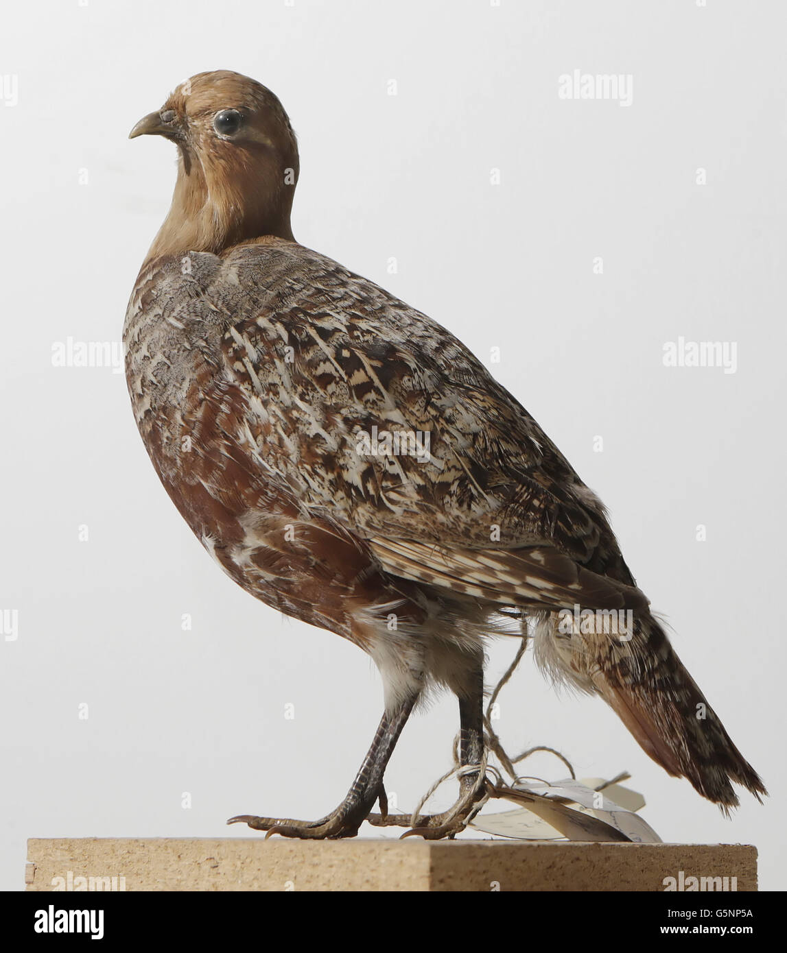 Partridge in a pear tree hi-res stock photography and images - Alamy