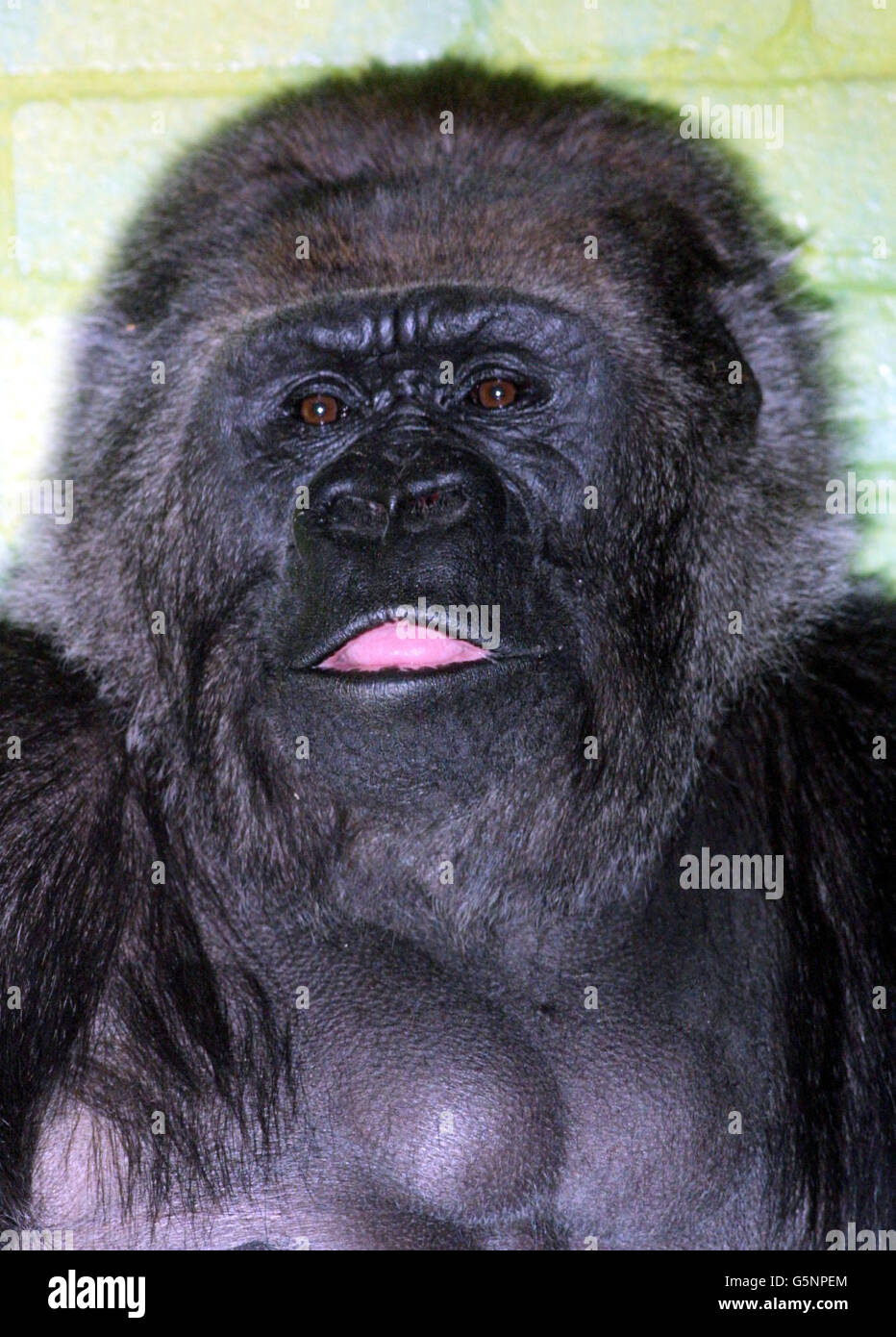 London Zoo Messy Stock Photo - Alamy