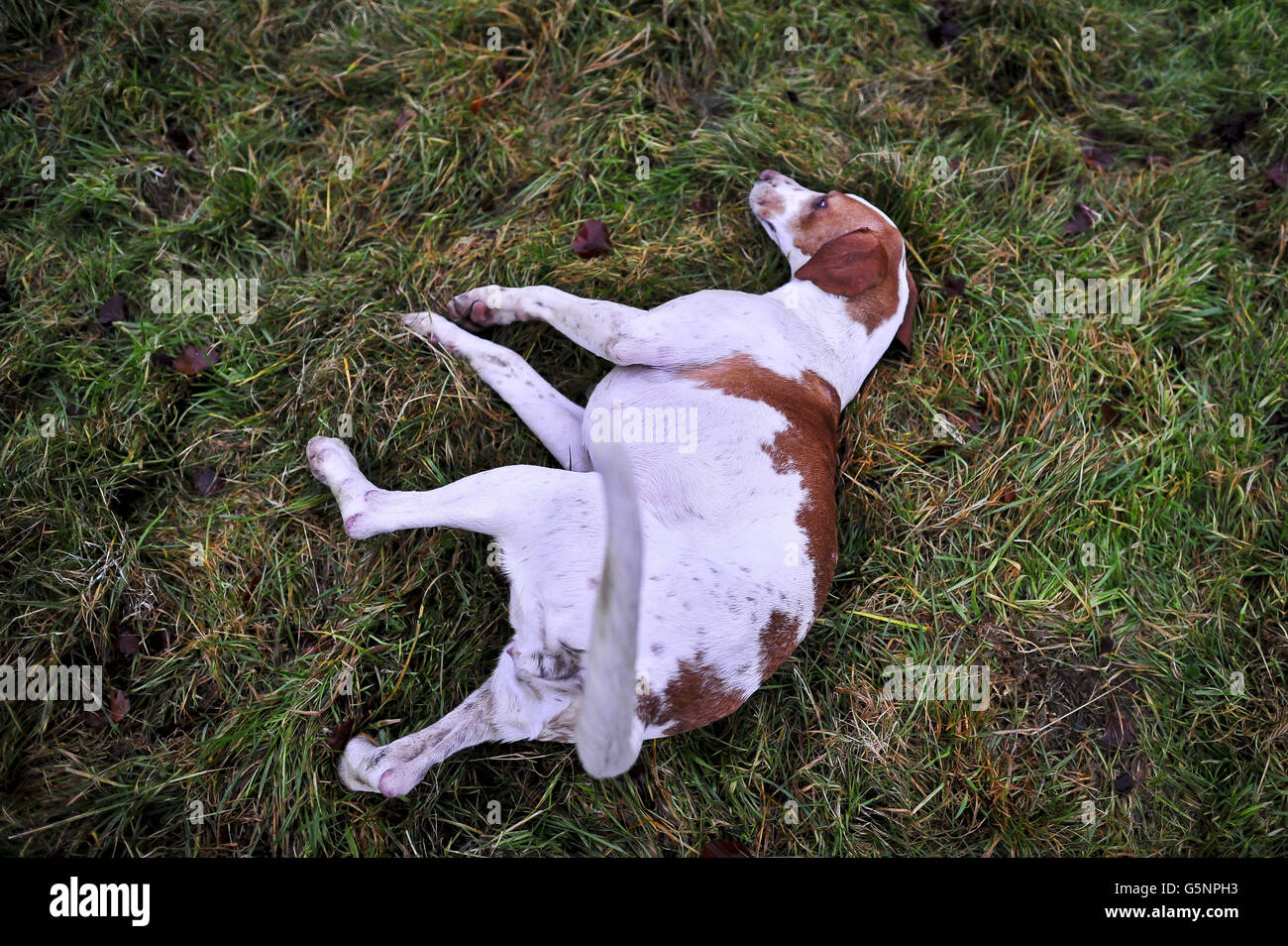 A hunting hound rolls around on a scent in the grass after being let ...