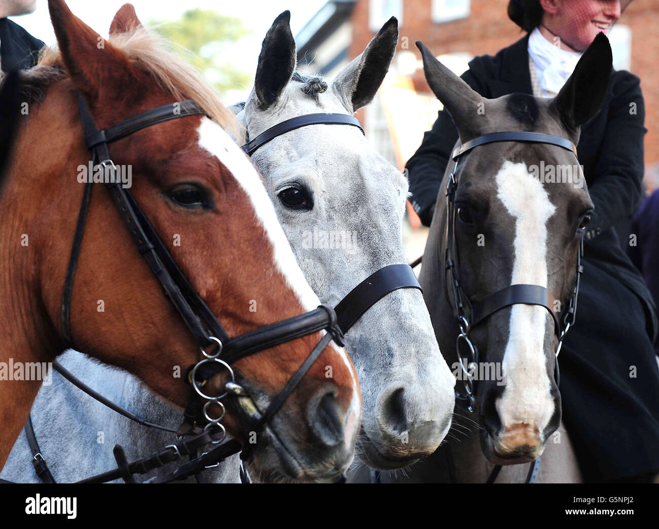 boxing day hunting. Atherstone Hunt horses gather in the square in ...