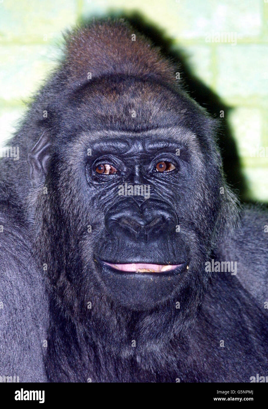 Zaire 26 years old hi-res stock photography and images - Alamy