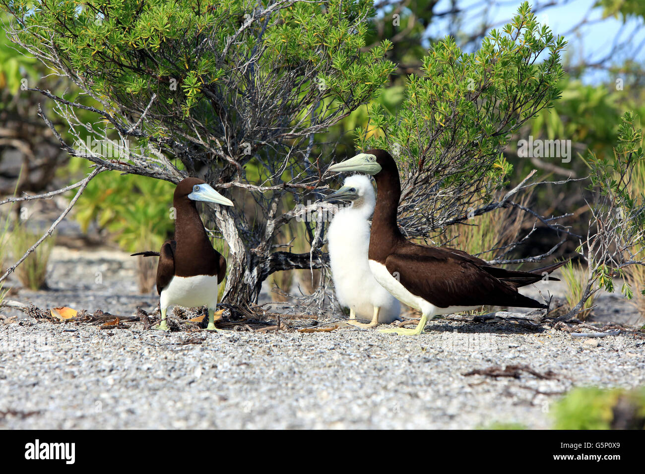 Nesting Brown Booby bird's family with a chick, Christmas Island ...