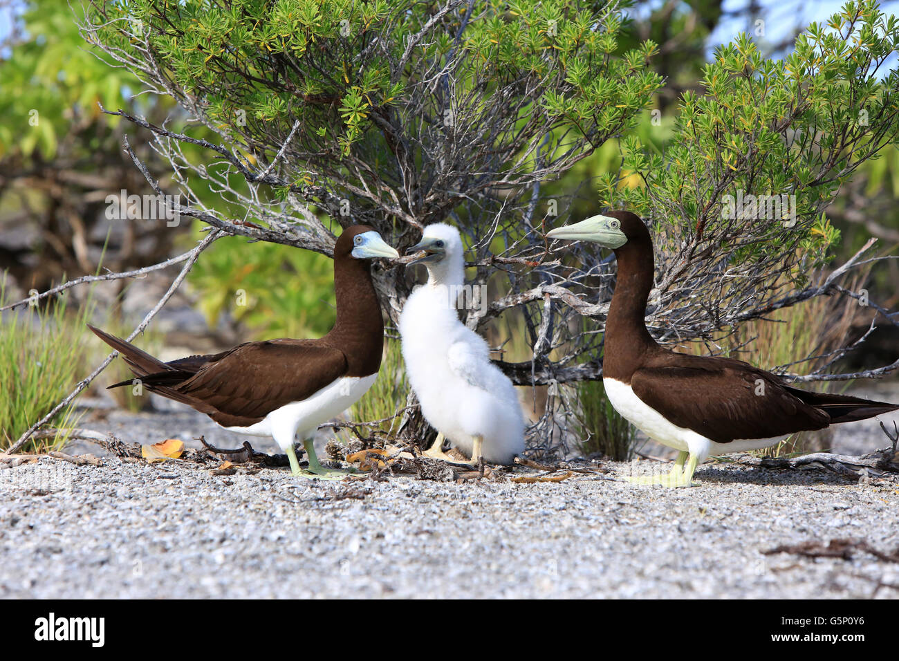 Nesting Brown Booby bird's family with a chick, Christmas Island ...