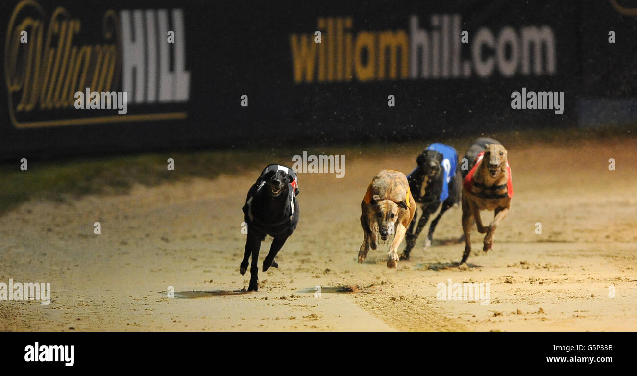 Greyhounds - Williamhill.com Oaks - Final - Wimbledon Greyhound Stadium ...