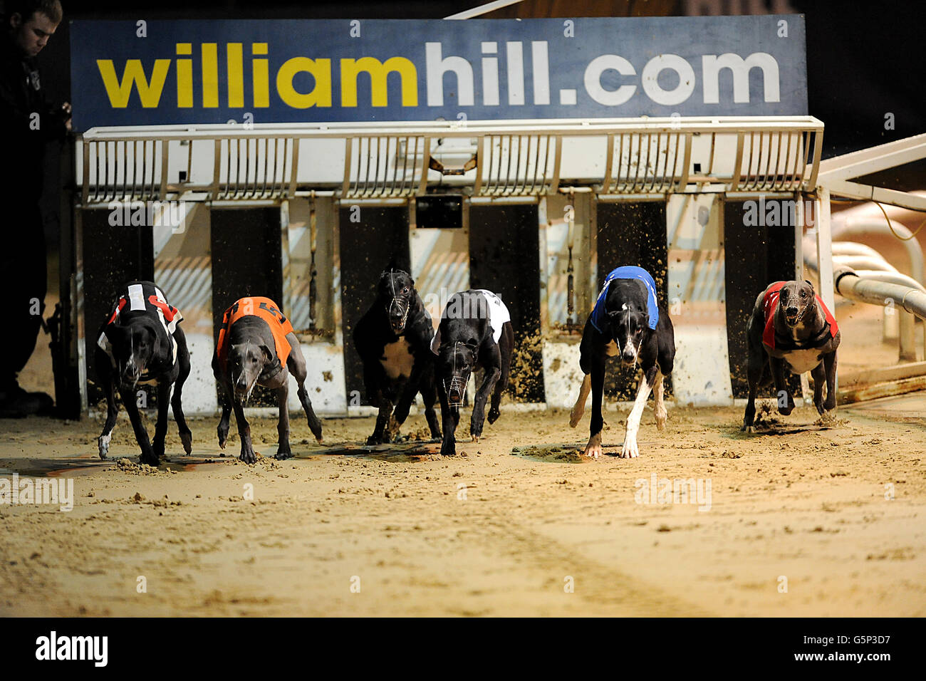Dogs are released from the traps at Wimbledon Greyhound Stadium Stock ...