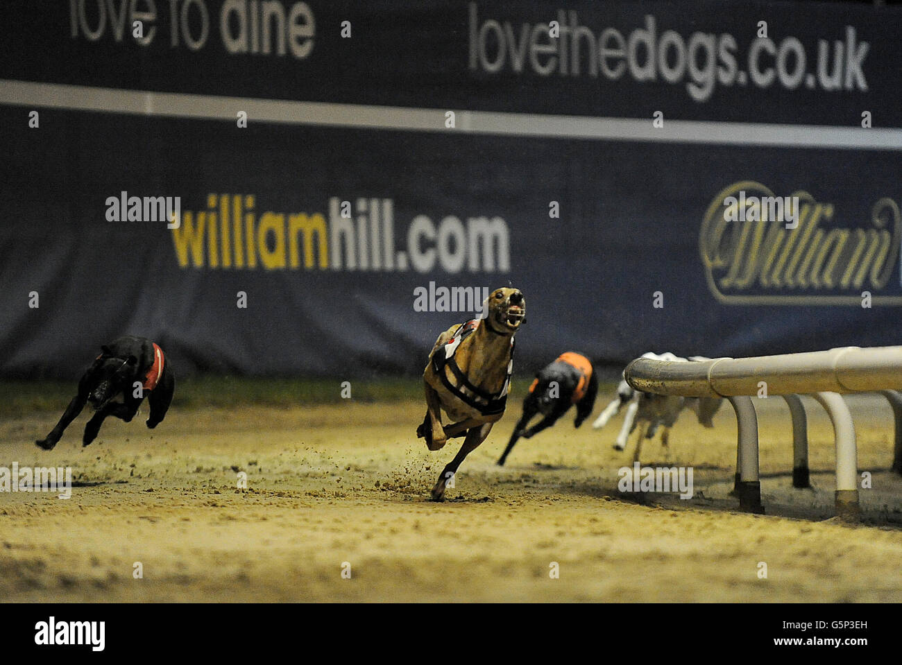 Greyhounds - Williamhill.com Oaks - Final - Wimbledon Greyhound Stadium ...