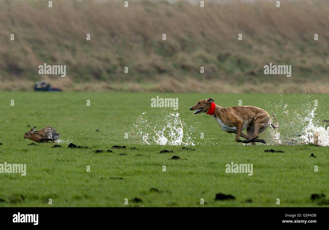 Hare Coursing at Altcar Stock Photo - Alamy