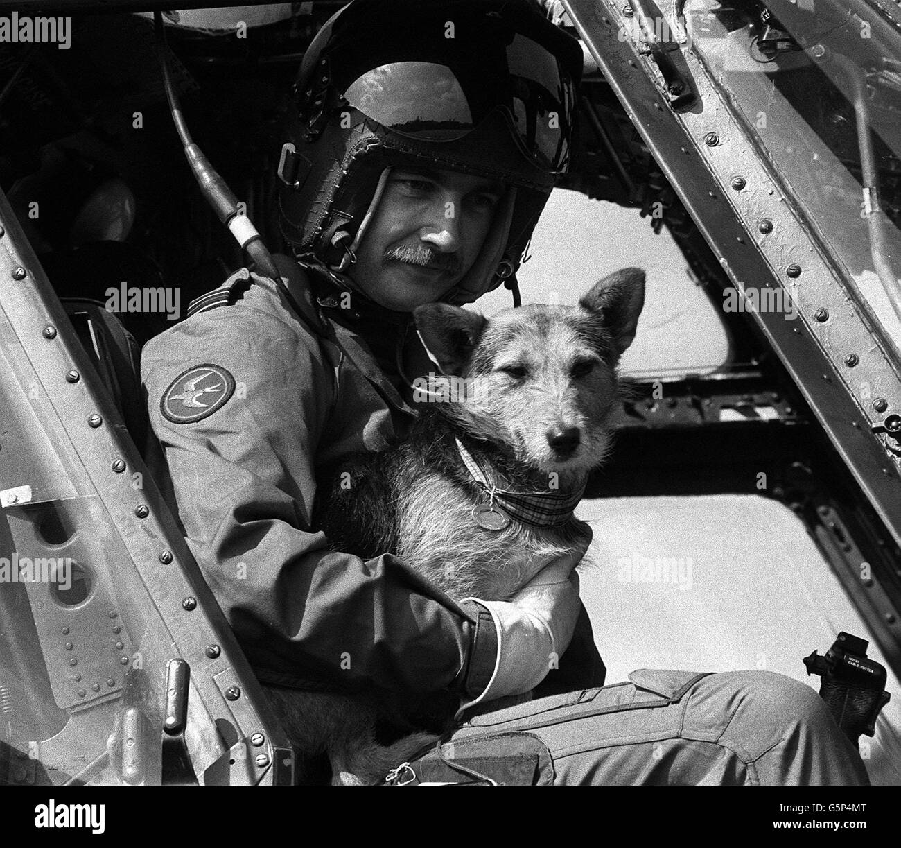 Rats military dog Stock Photo - Alamy