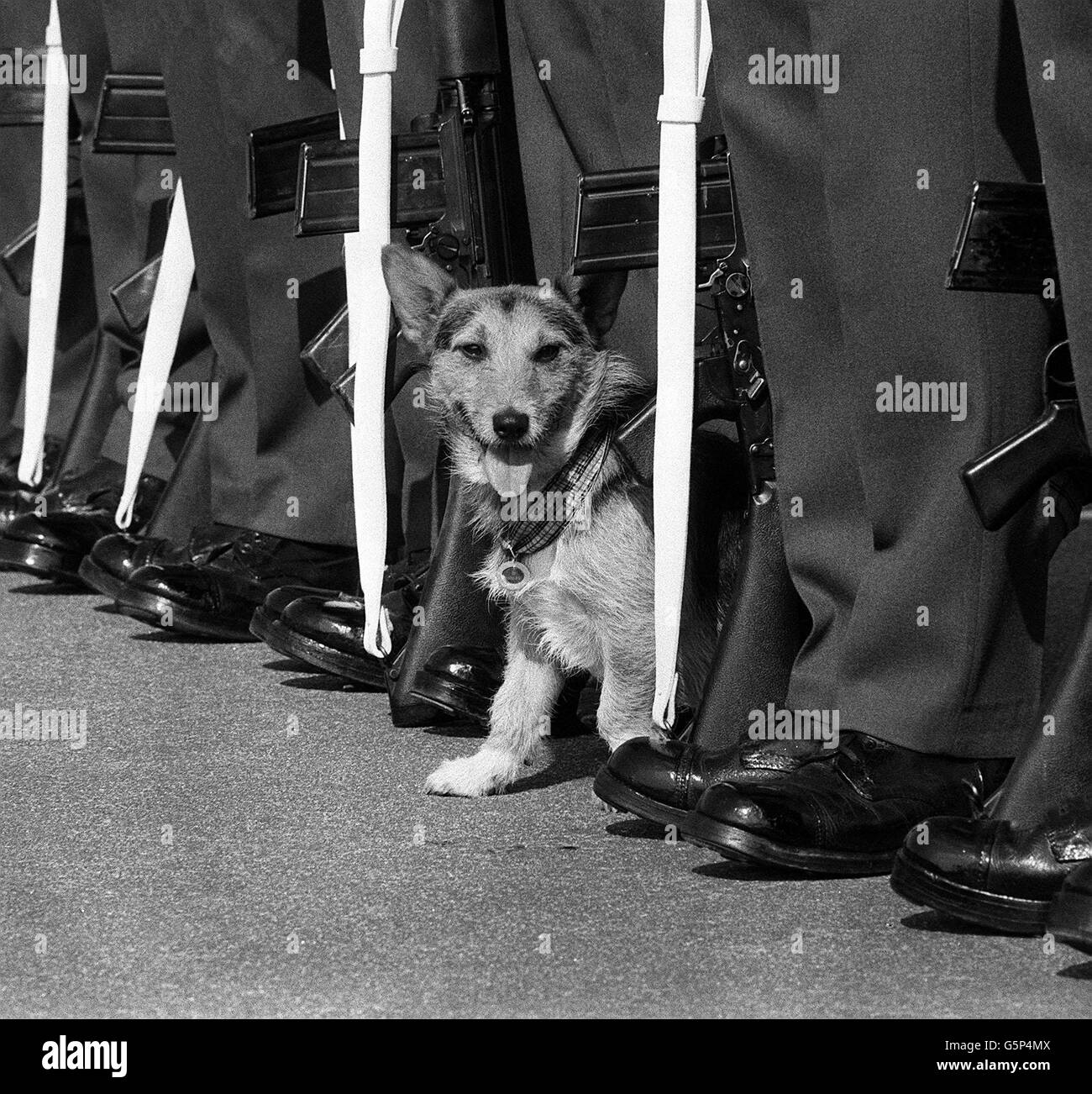 Rats military dog hi-res stock photography and images - Alamy