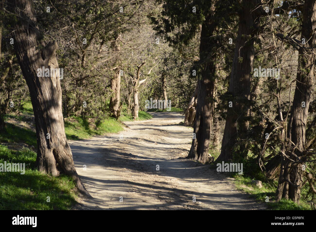 Arabian forest hi-res stock photography and images - Alamy