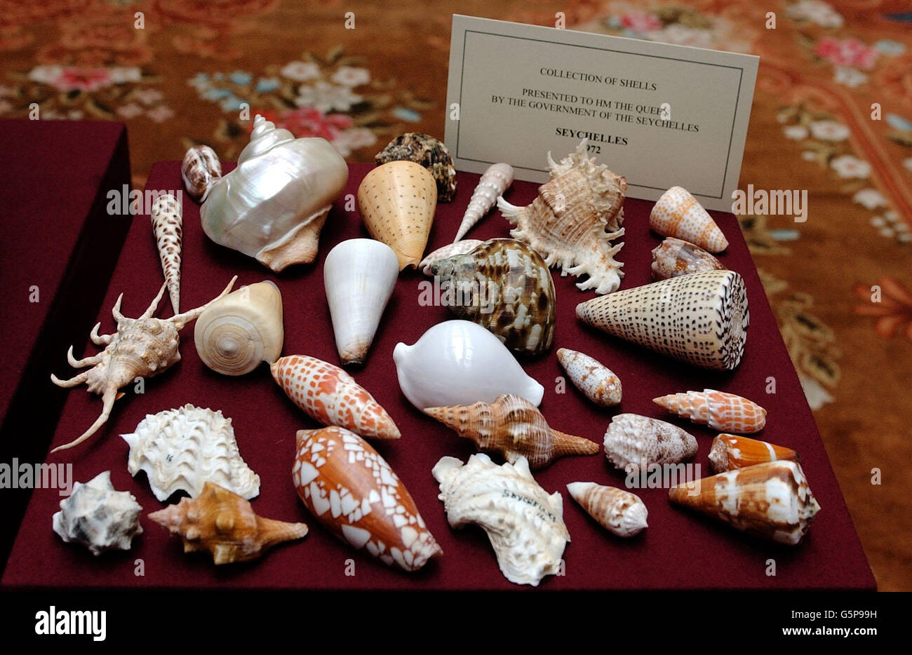 A collection of shells from the Seychelles given in 1972 sit amongst ...
