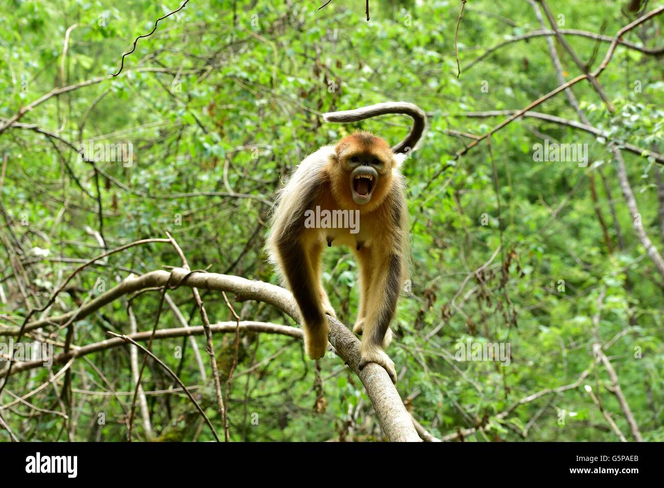 Shennongjia, China's Hubei Province. 21st June, 2016. A golden monkey ...
