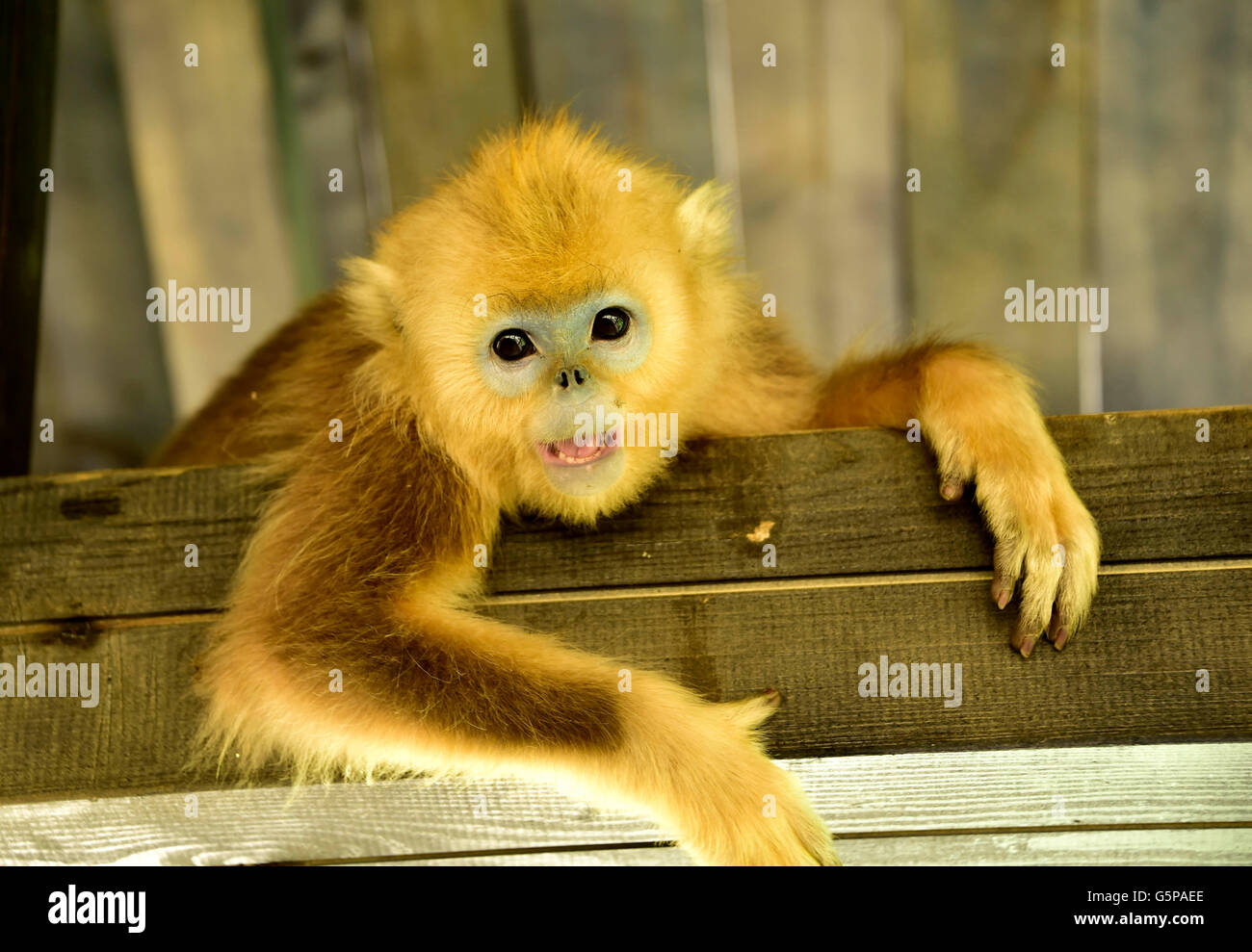 Shennongjia, China's Hubei Province. 21st June, 2016. A golden monkey ...