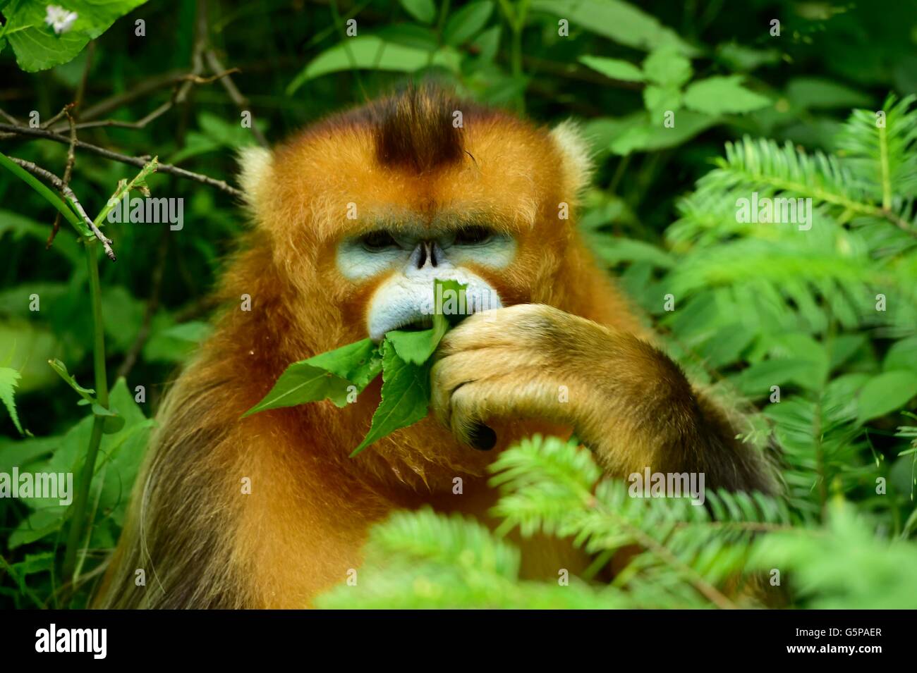 Shennongjia, China's Hubei Province. 21st June, 2016. A golden monkey ...