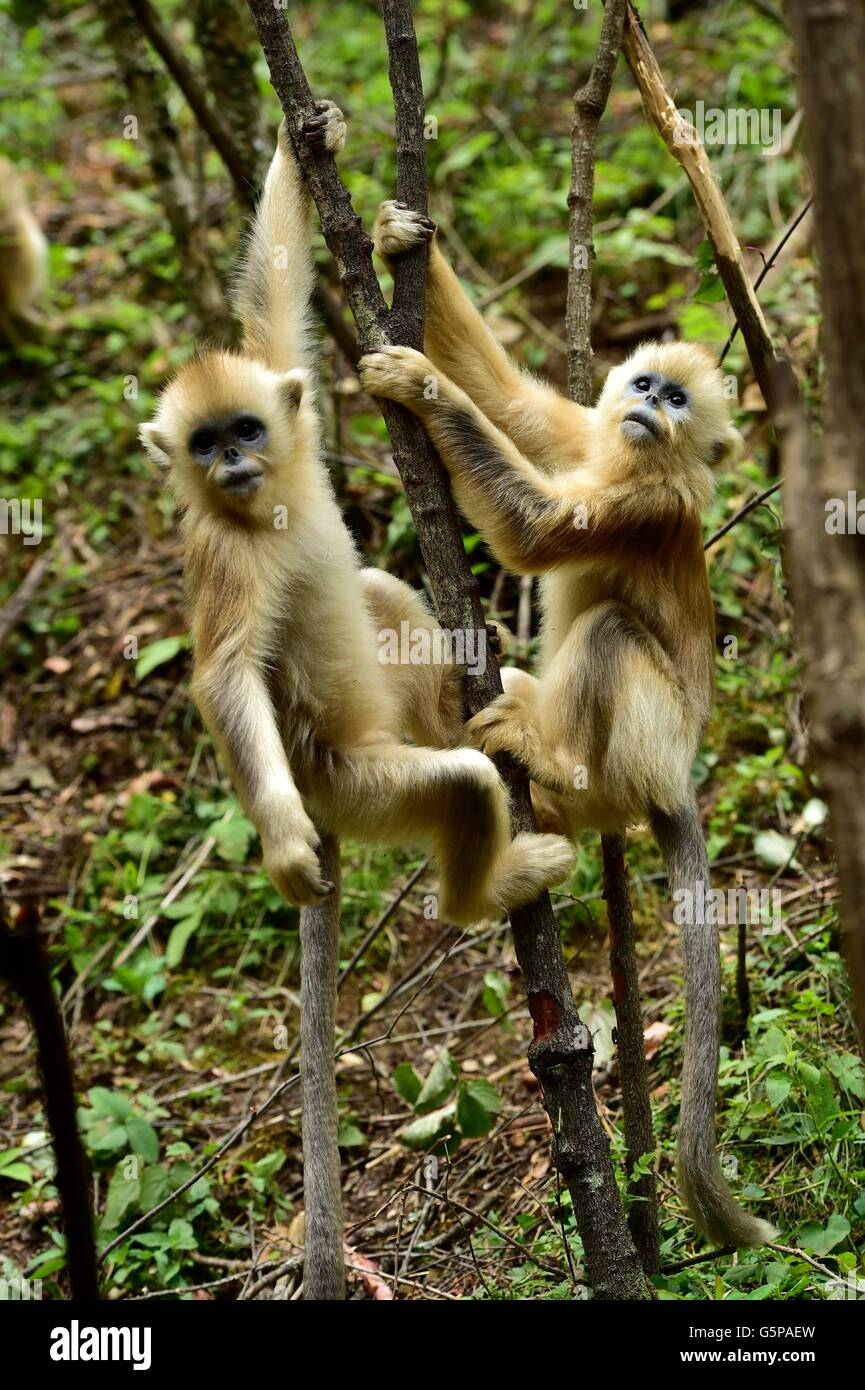 Shennongjia, China's Hubei Province. 21st June, 2016. Golden monkeys ...