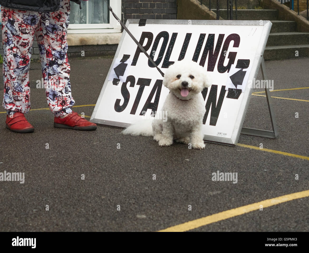Voter with dog hi-res stock photography and images - Alamy