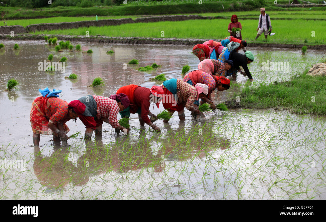 Rice planting season in nepal hi-res stock photography and images - Alamy