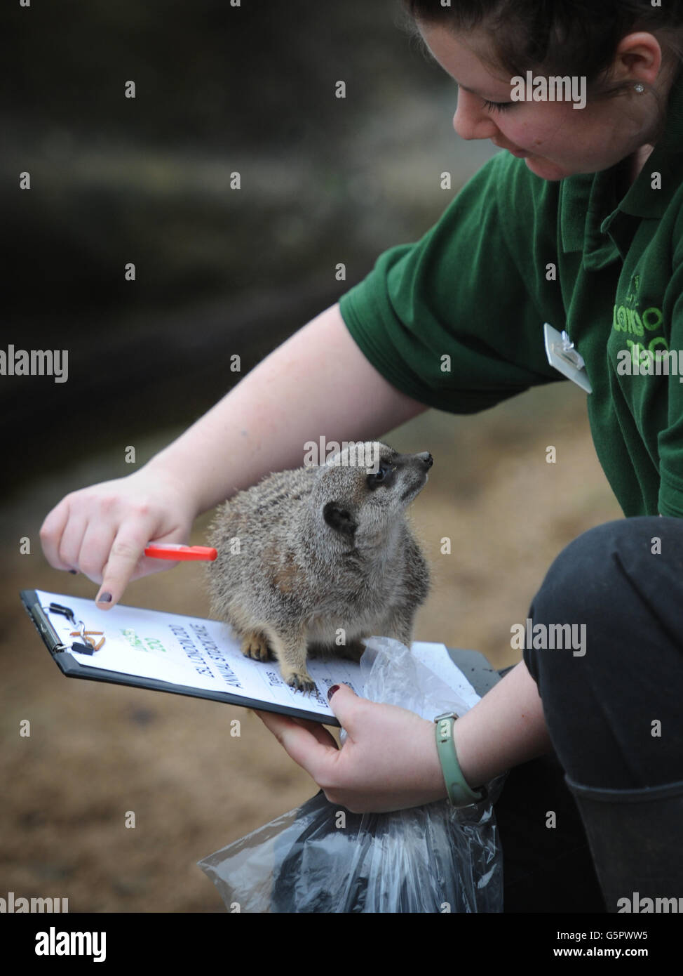 London Zoo keeper Tegan McPhail inside the Meerkat enclosure at London ...