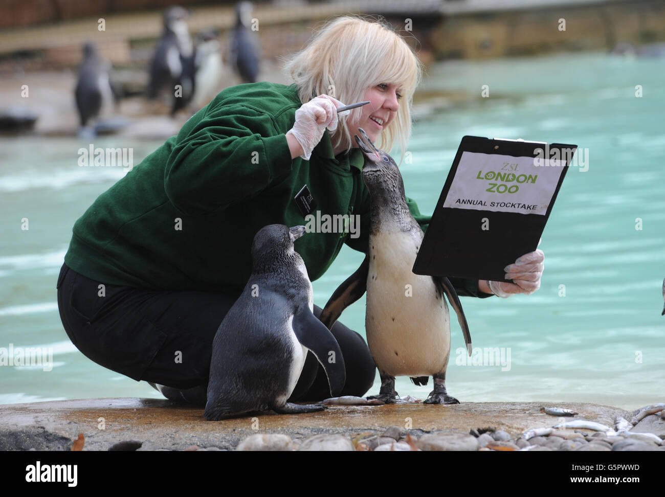 London Zoo keeper Zuzana Matyasova inside the penguin enclosure at ...