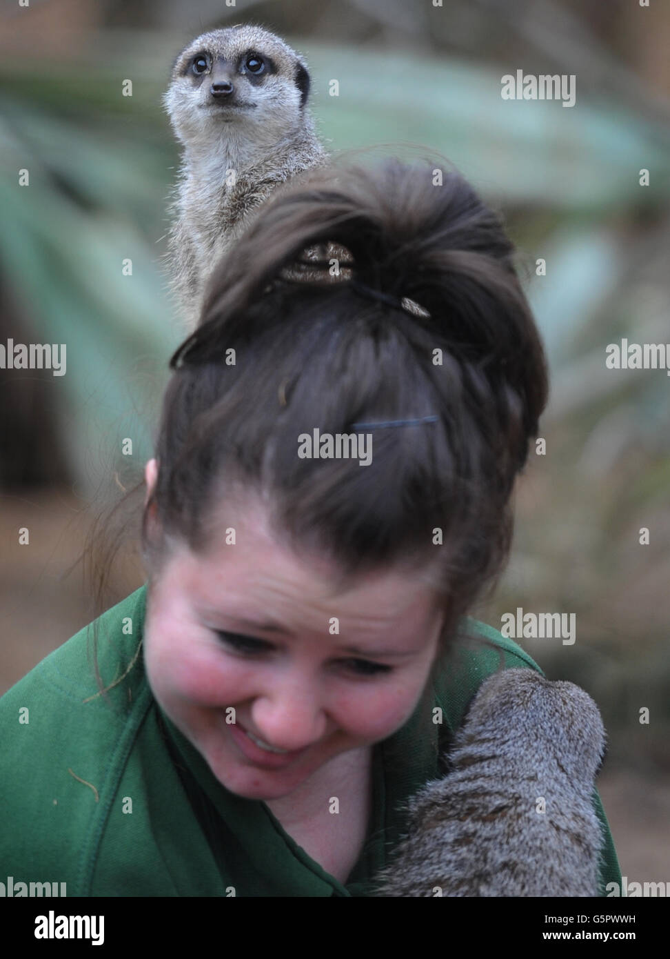 London Zoo keeper Tegan McPhail inside the Meerkat enclosure at London ...