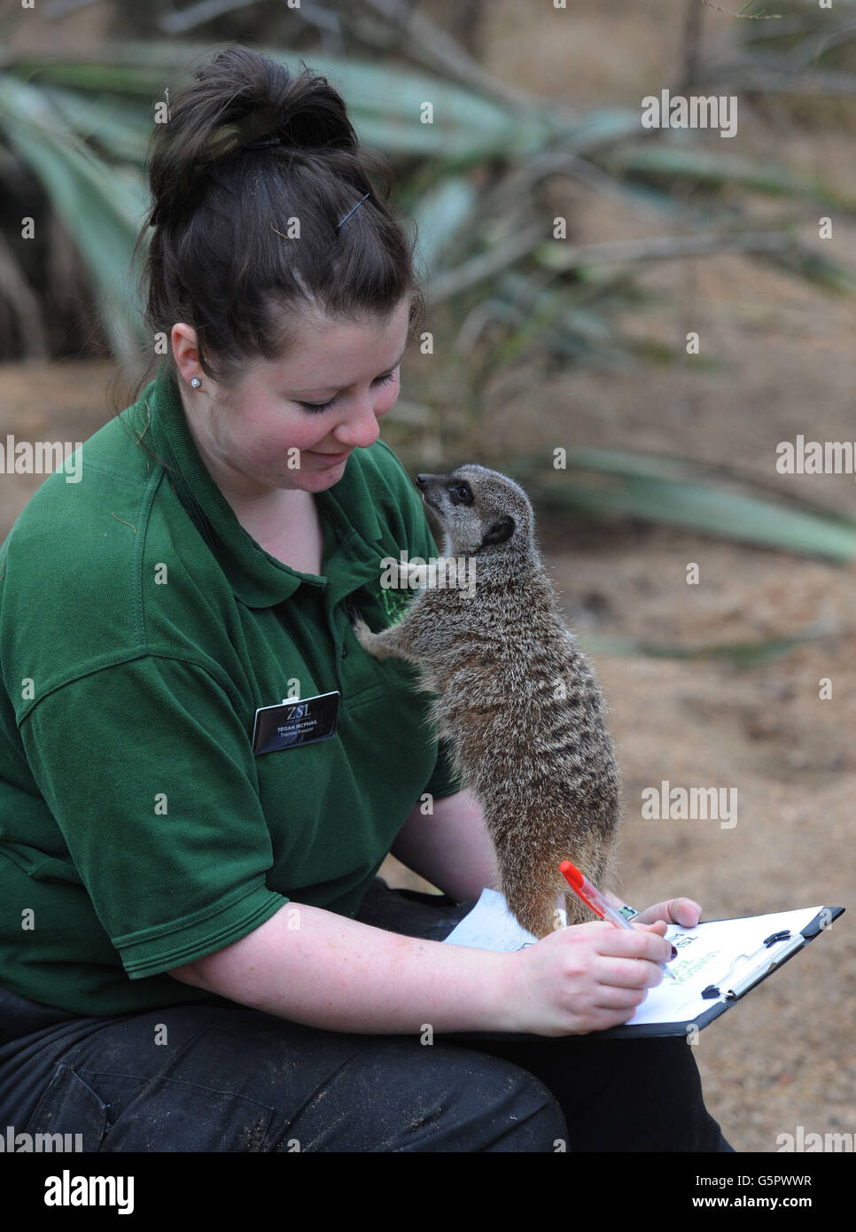 London Zoo keeper Tegan McPhail inside the Meerkat enclosure at London ...