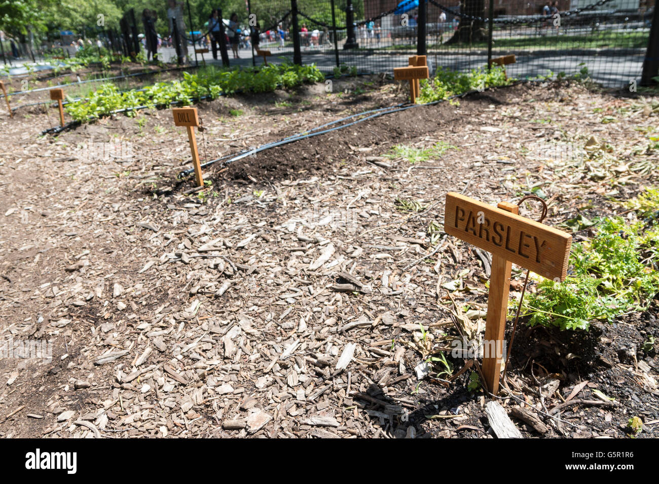 Close up of Parsley sign in an urban farm / vegetable garden in New ...