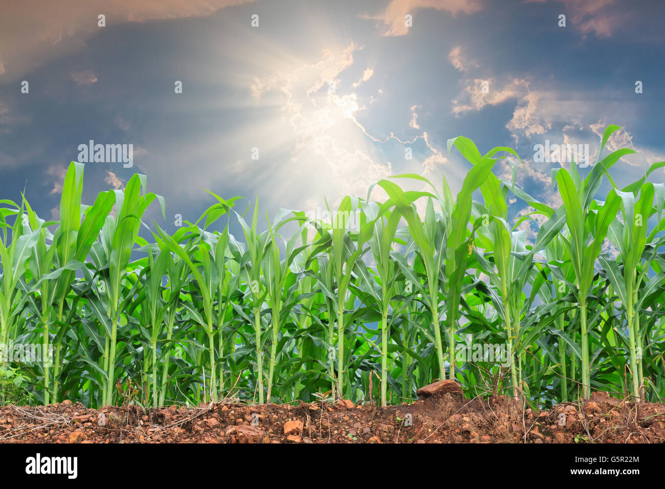 Green corn field on white background Stock Photo - Alamy