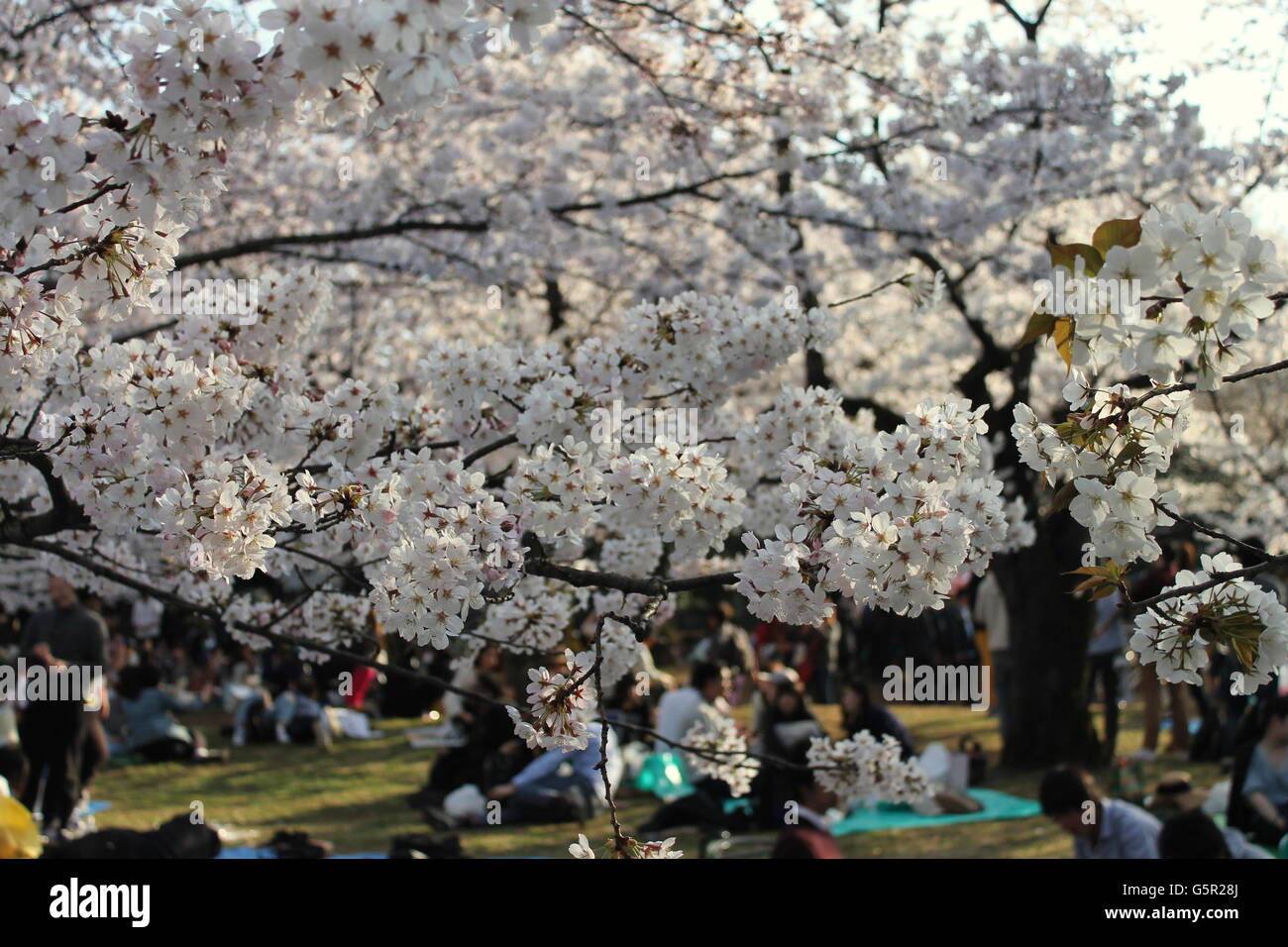 Ohanami hi-res stock photography and images - Alamy