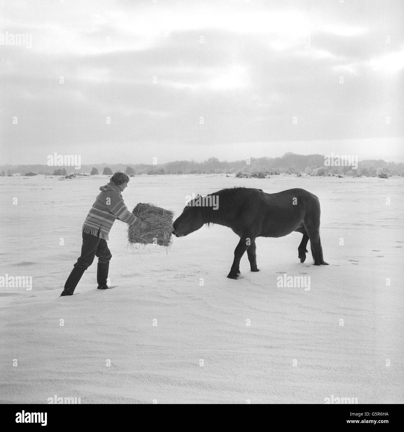 Winston churchill horse hi-res stock photography and images - Alamy