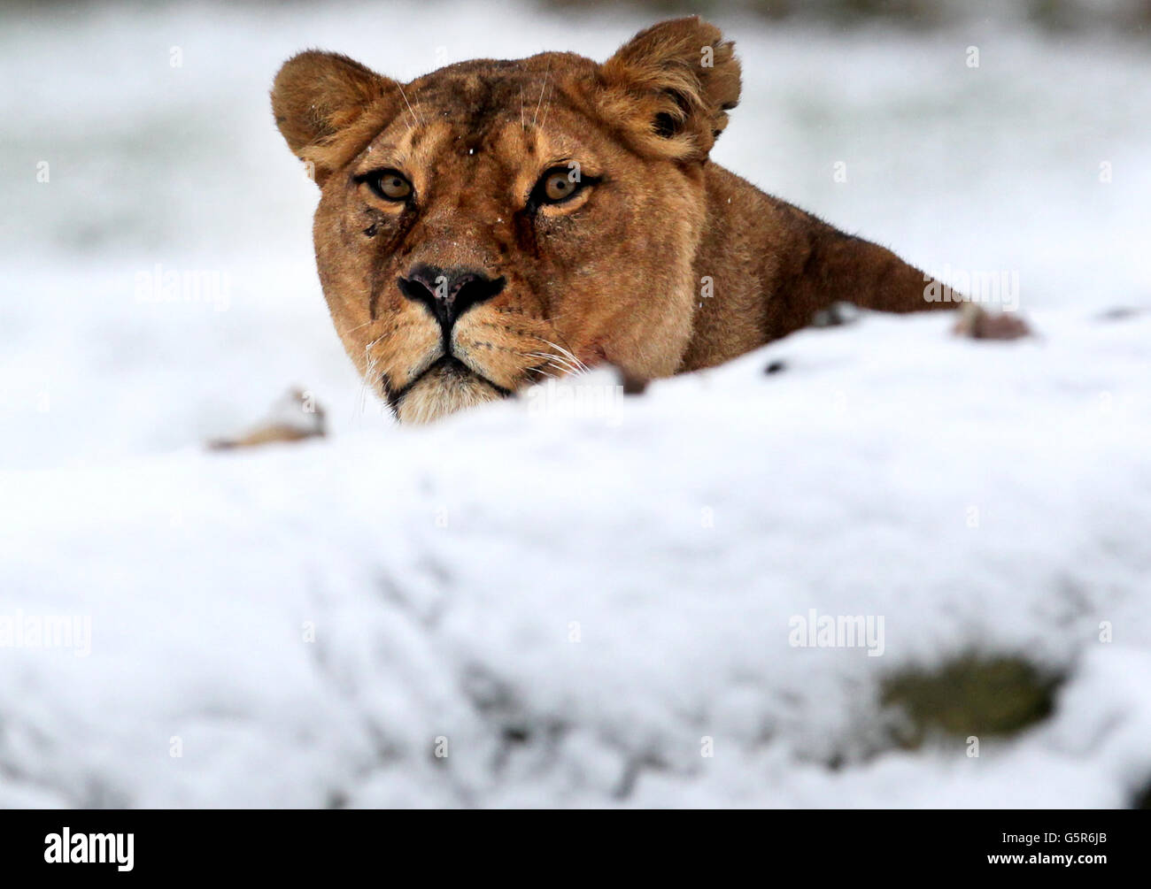 A lioness looks above a snow covered tree at Blair Drummond Safari Park ...