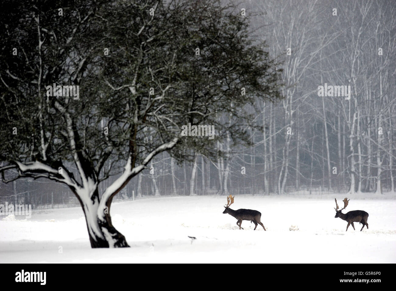 Two Stags walk through the deep snow at Raby Castle in Staindrop ...