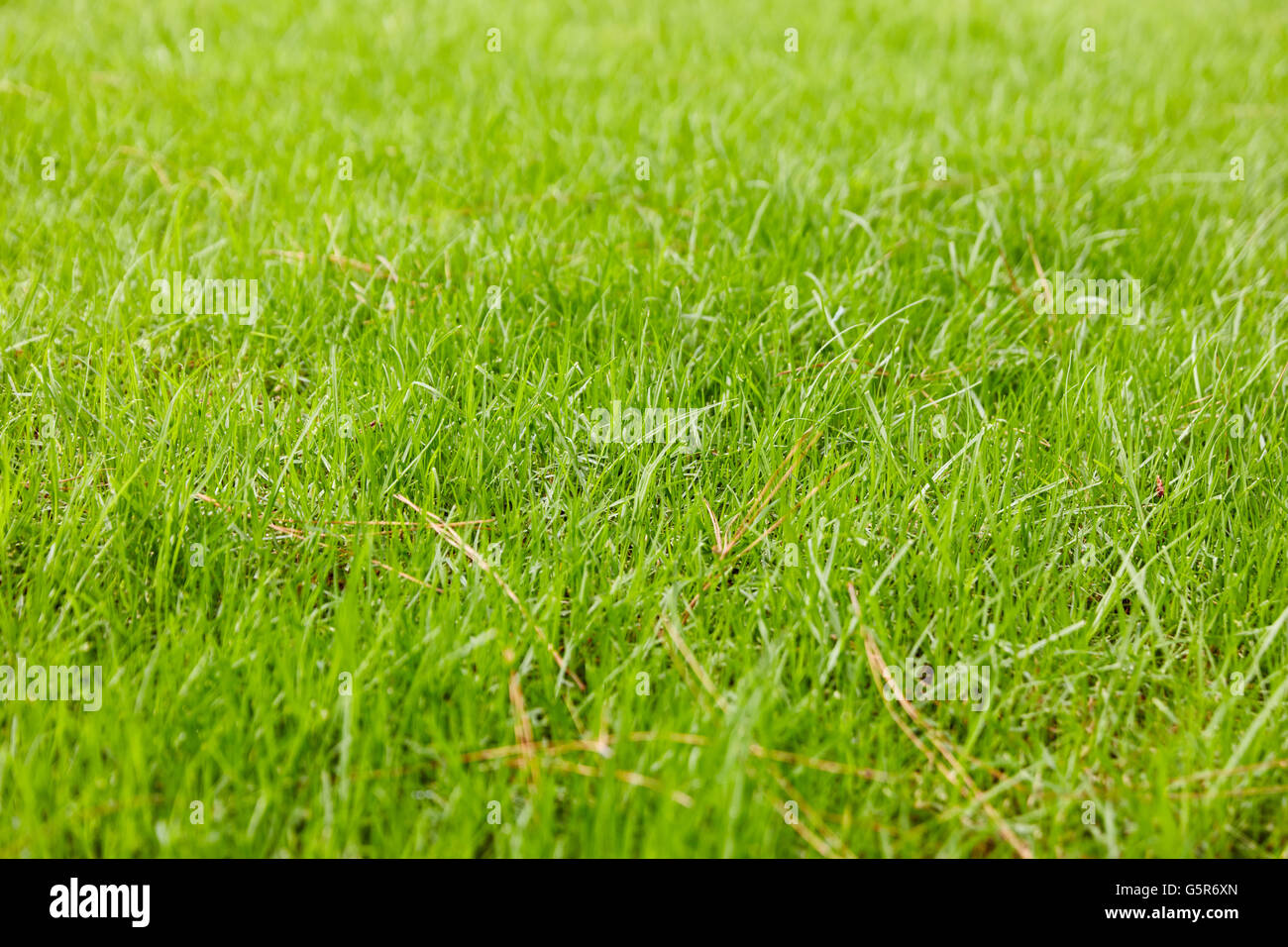 Grass Field Texture