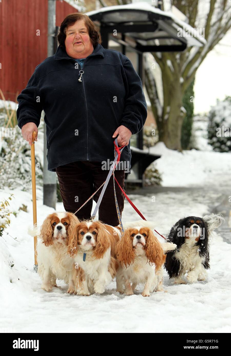 Puttock hi-res stock photography and images - Alamy