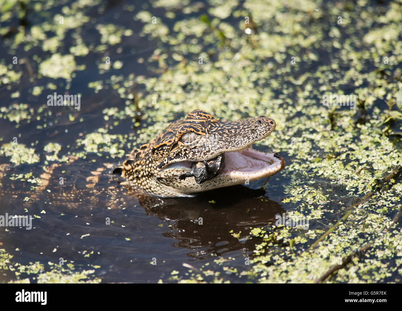 Baby american alligator eating small hi-res stock photography and ...