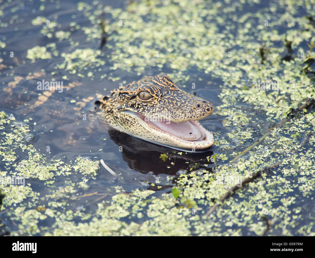 Baby American Alligator in a swamp Stock Photo - Alamy