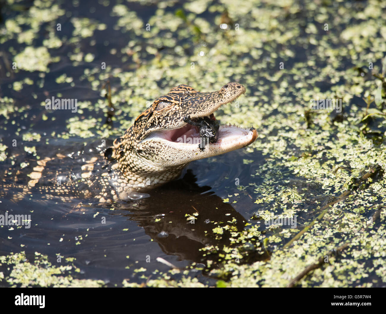 Baby american alligator eating small hi-res stock photography and ...