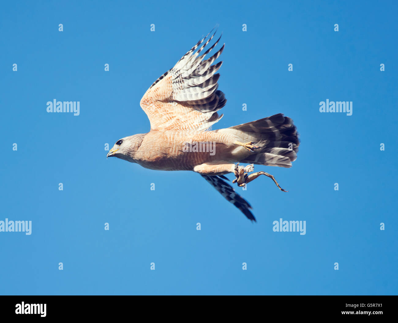 Red Shouldered Hawk in flight with a frog leg in its talons Stock Photo ...
