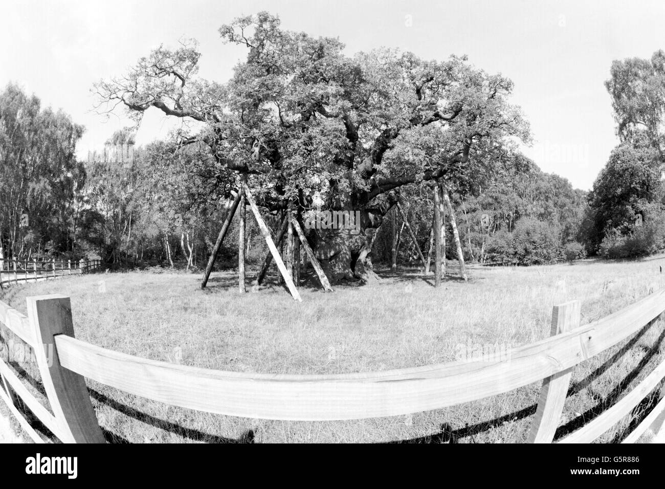 Sherwood forest major oak tree Black and White Stock Photos & Images ...